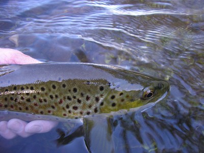 Tassie Trout Pt2 - Saltwater Fishing Reports - DECKEE Community