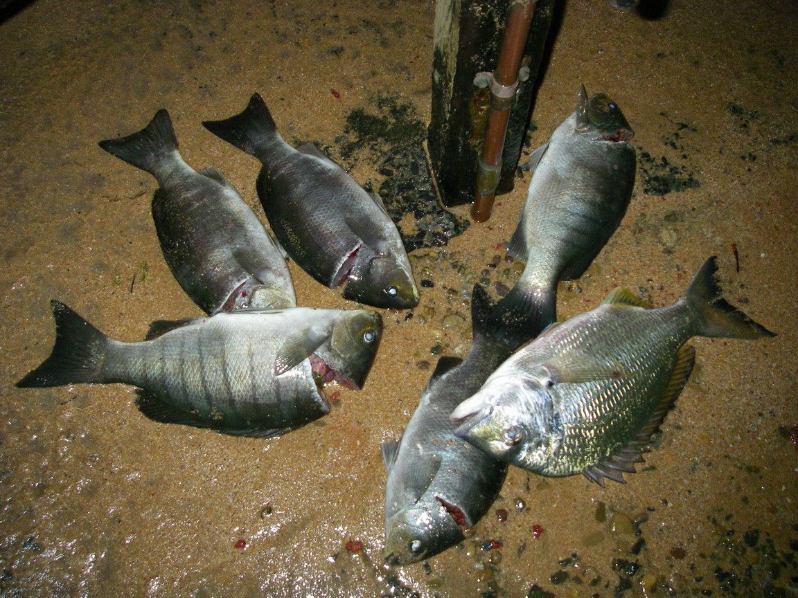 Roberta Hits Mona Vale - Fishing Reports - DECKEE Community