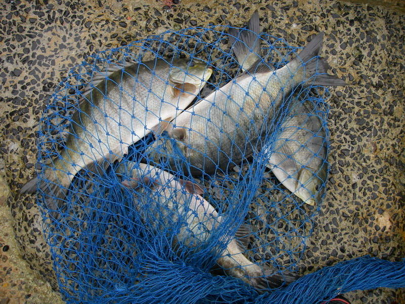 Roberta Hits Mona Vale - Fishing Reports - DECKEE Community