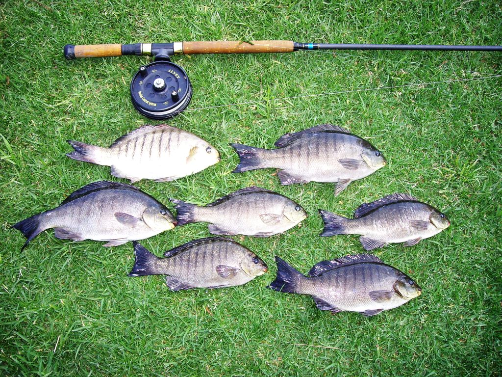 Georges River Blackfish - Fishing Reports - DECKEE Community