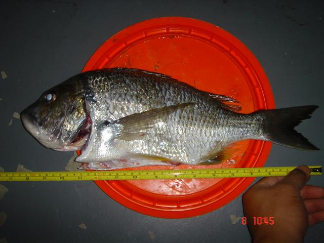 Sydney Lb Bream - Fishing Reports - DECKEE Community