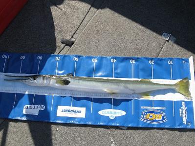 Long Tom - Lure Fishing Records - DECKEE Community