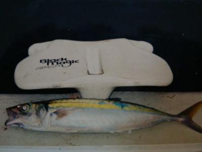 Yakka - Bait Fishing Records - DECKEE Community