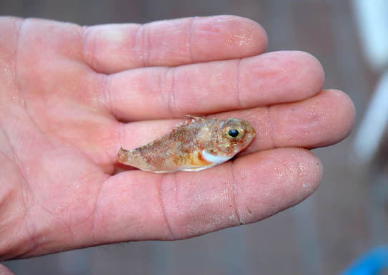 Off Maroubra And Malabar - Fishing Reports - DECKEE Community