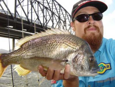 Bream (Yellowfin) - Lure Fishing Records - DECKEE Community