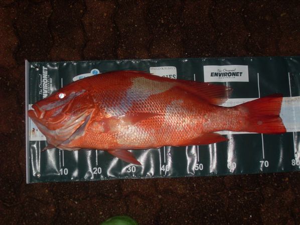 Nannygai (Largemouth) - Lure Fishing Records - DECKEE Community