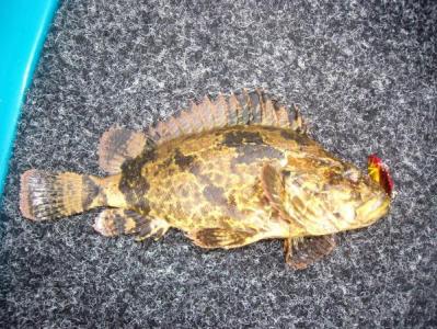 Bullrout - Lure Fishing Records - DECKEE Community