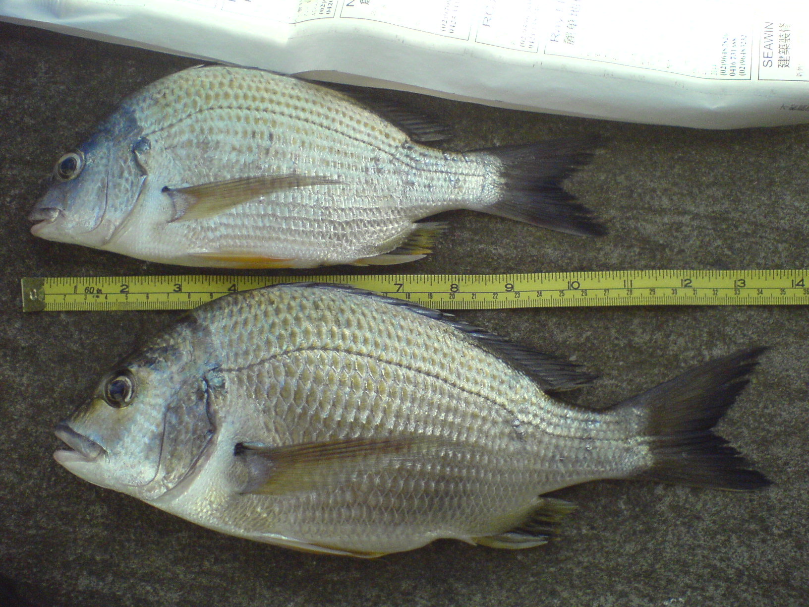 Illawong 30.12.08 - Fishing Reports - DECKEE Community