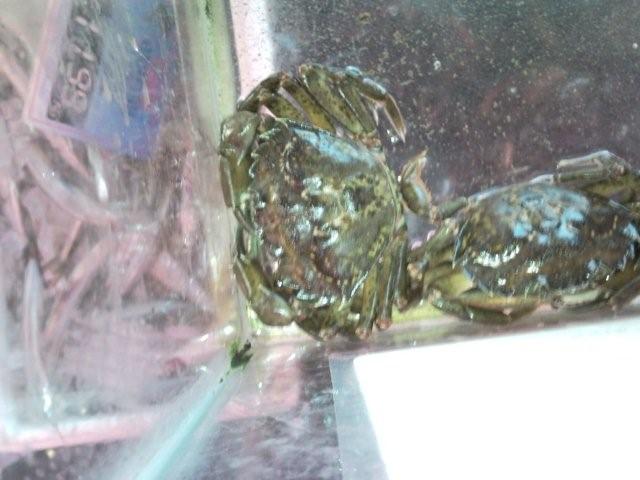 Baby Mudcrabs For Sale? - Fishing Chat - DECKEE Community