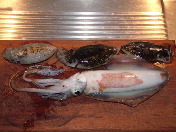 Squid & Cuttlefish At Palmy - Fishing Reports - DECKEE Community